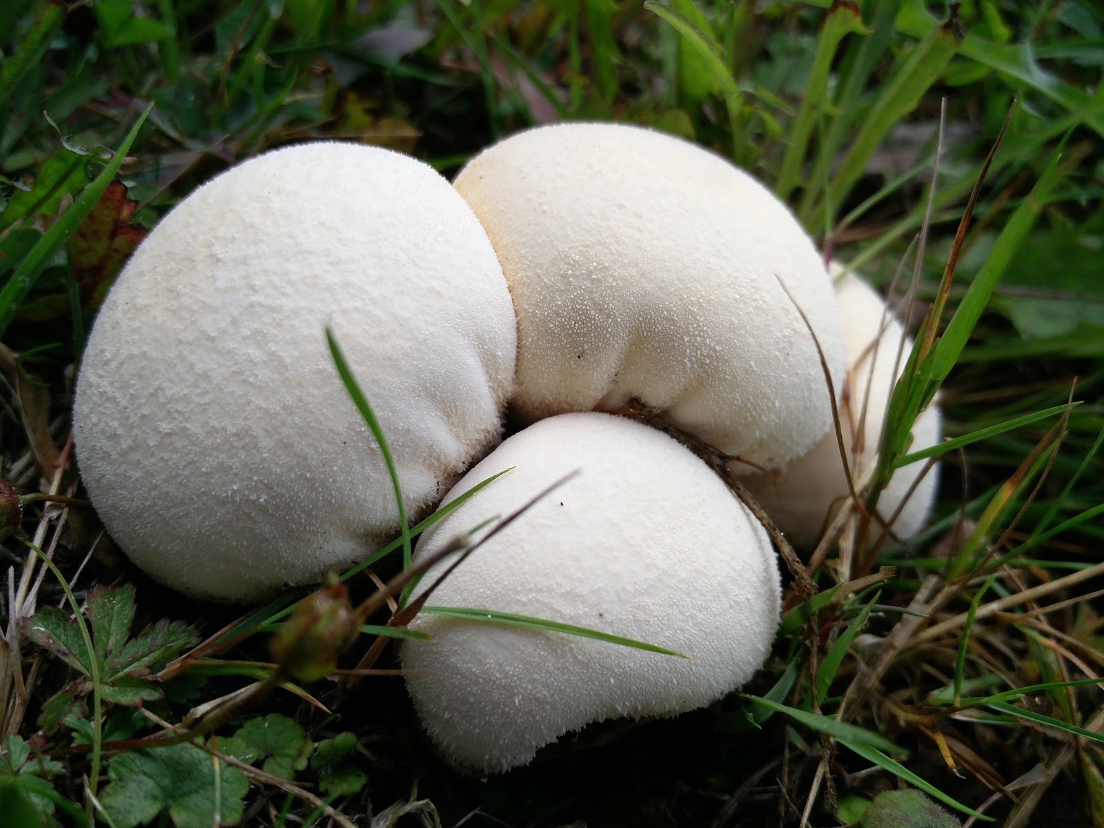 Misidentifying Fungi: Fairy Ring Puffballs