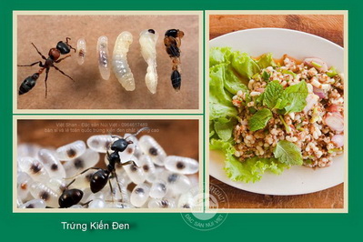 Trứng Kiến Đen sản vật bổ dưỡng rừng núi Việt ~ ĐẶC SẢN NÚI VIỆT