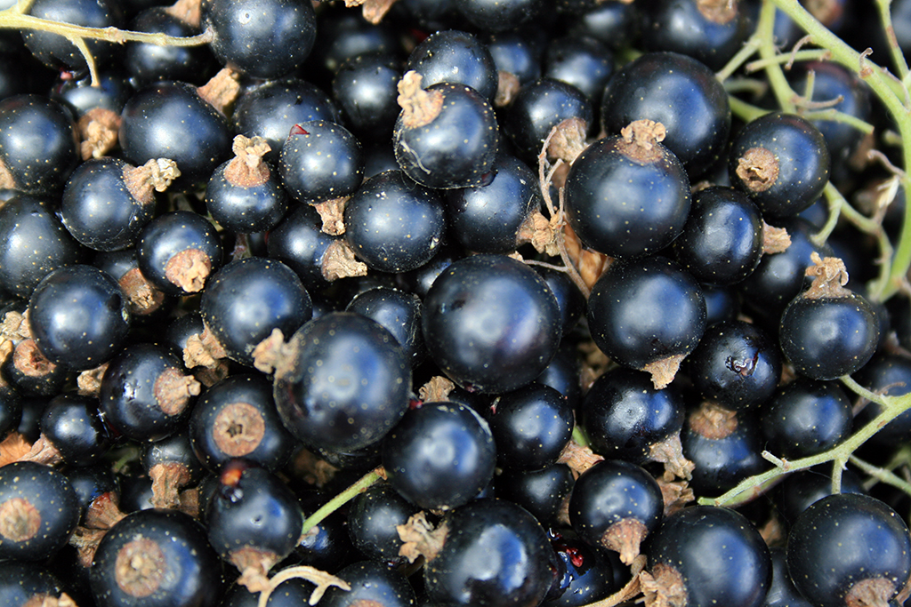 Farmacia Domnului: Coacaze negre