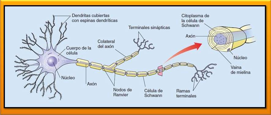 Neurona Y Sus Partes