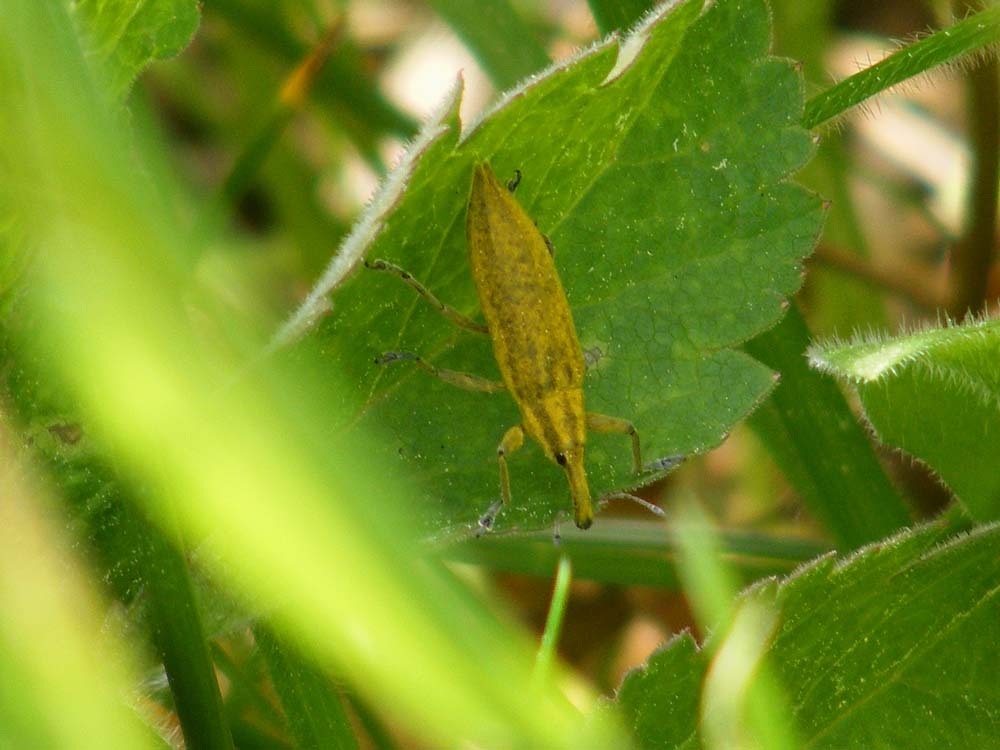 Days on the Claise: A Weevil With a Warning