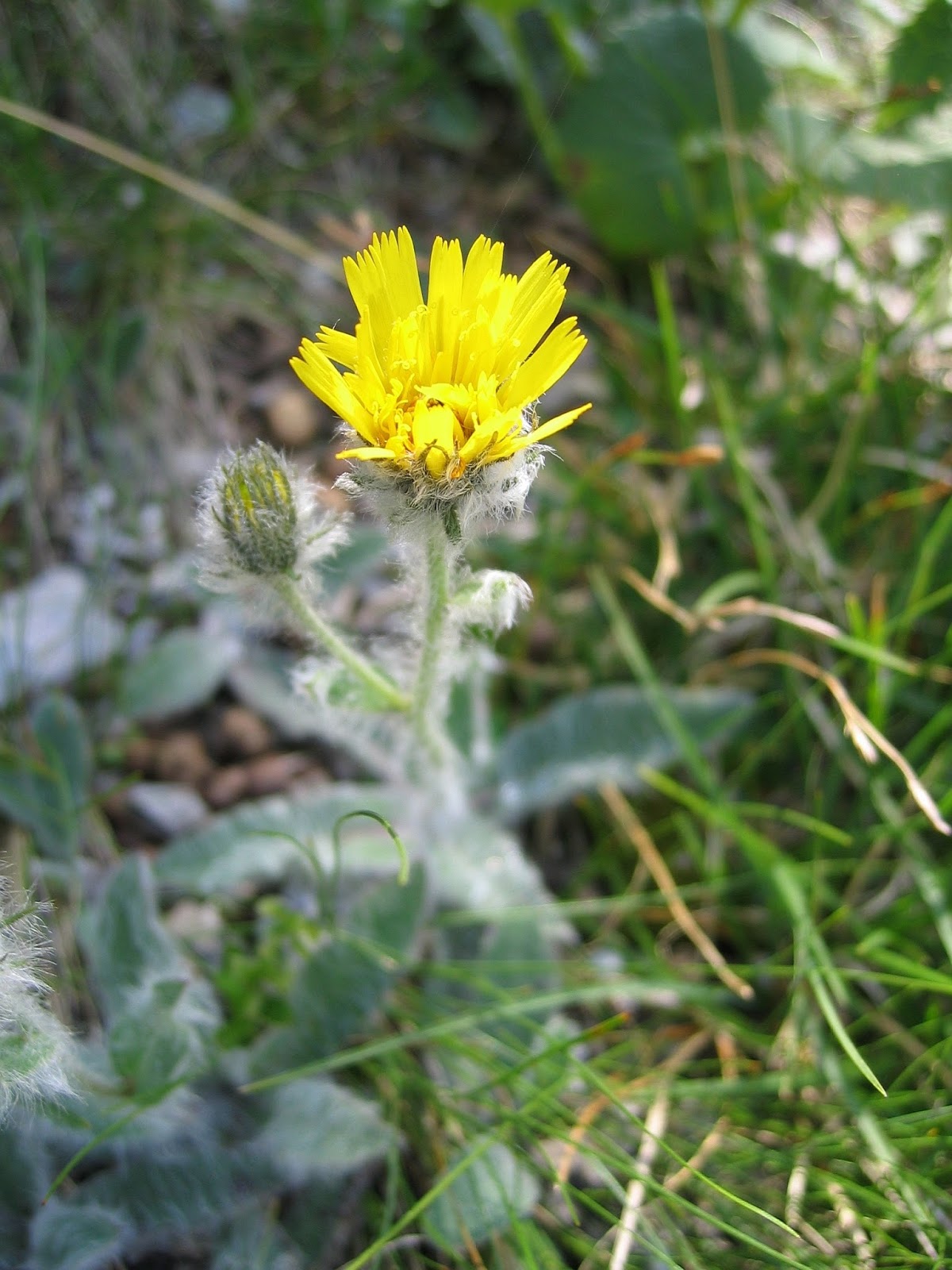 Plant World: Hieracium villosum