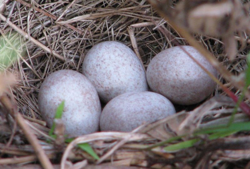 Backyard Critter Watch The Spotted Towhees Eggs Hatched
