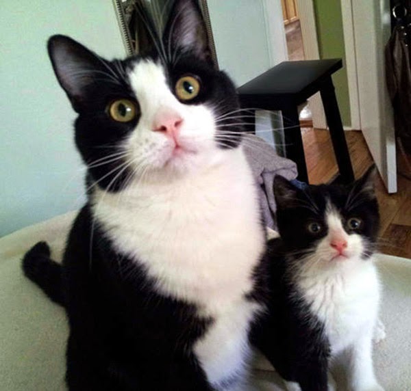 23 Photos Of Cats And Dogs With Their Insanely Cute Mini-Me Counterparts