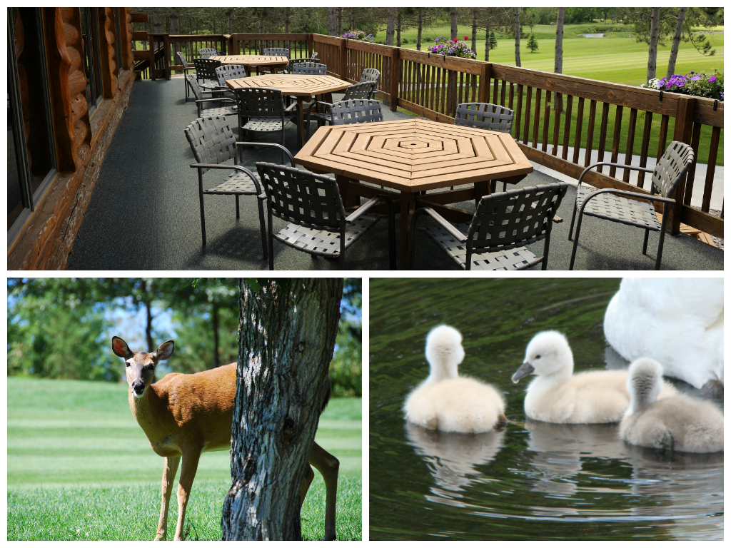 Blueberry Pines Golf, Dining & Events: The Beginning and Story of ...