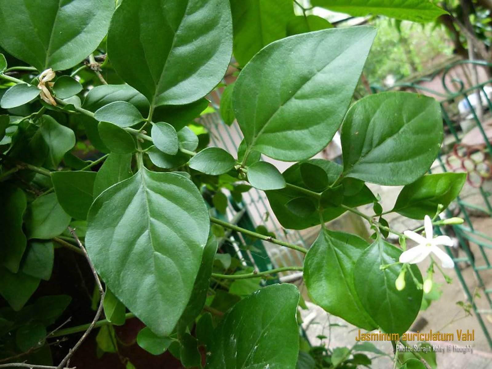 Medicinal Plants: Jasminum auriculatum Yuthika, Magadhi Juhi, Juthi ...