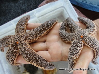 Travels With Carole: Cape May, New Jersey: Skimmer Salt Marsh Safari ...