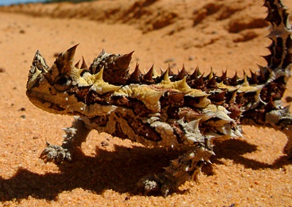 Moloch Horridus Lizard ~ Animals Images