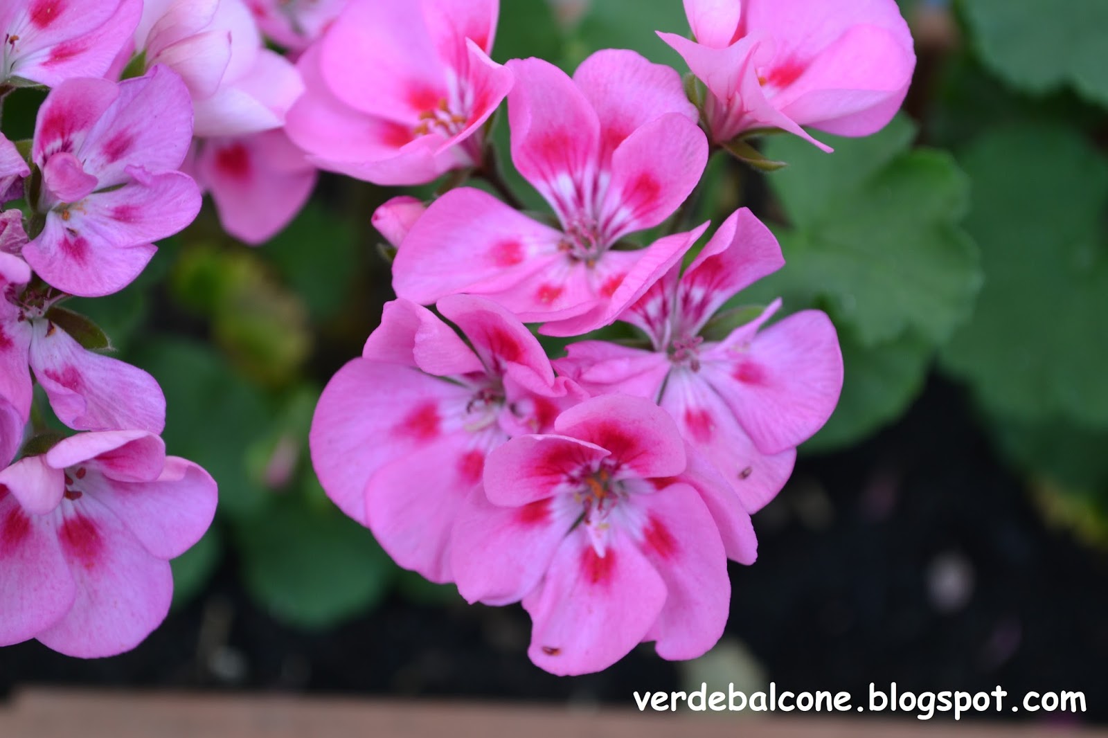 Verde balcone.: Geranio, signore dei balconi.