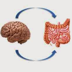 GUÍA del BUSC@DOR: El Intestino es nuestro cerebro original