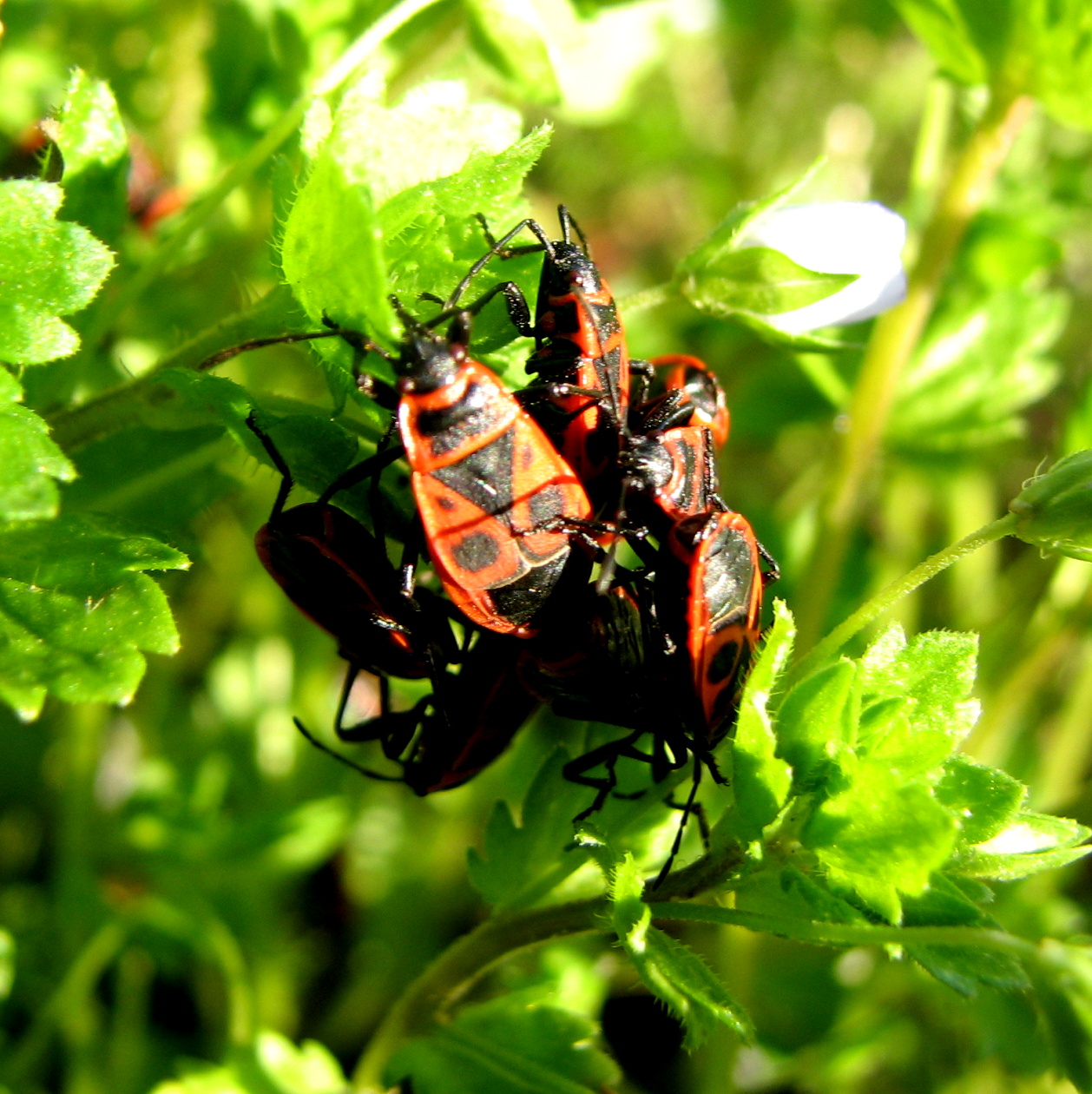 L'orto dei colori: Insetti famelici, come si chiamano?