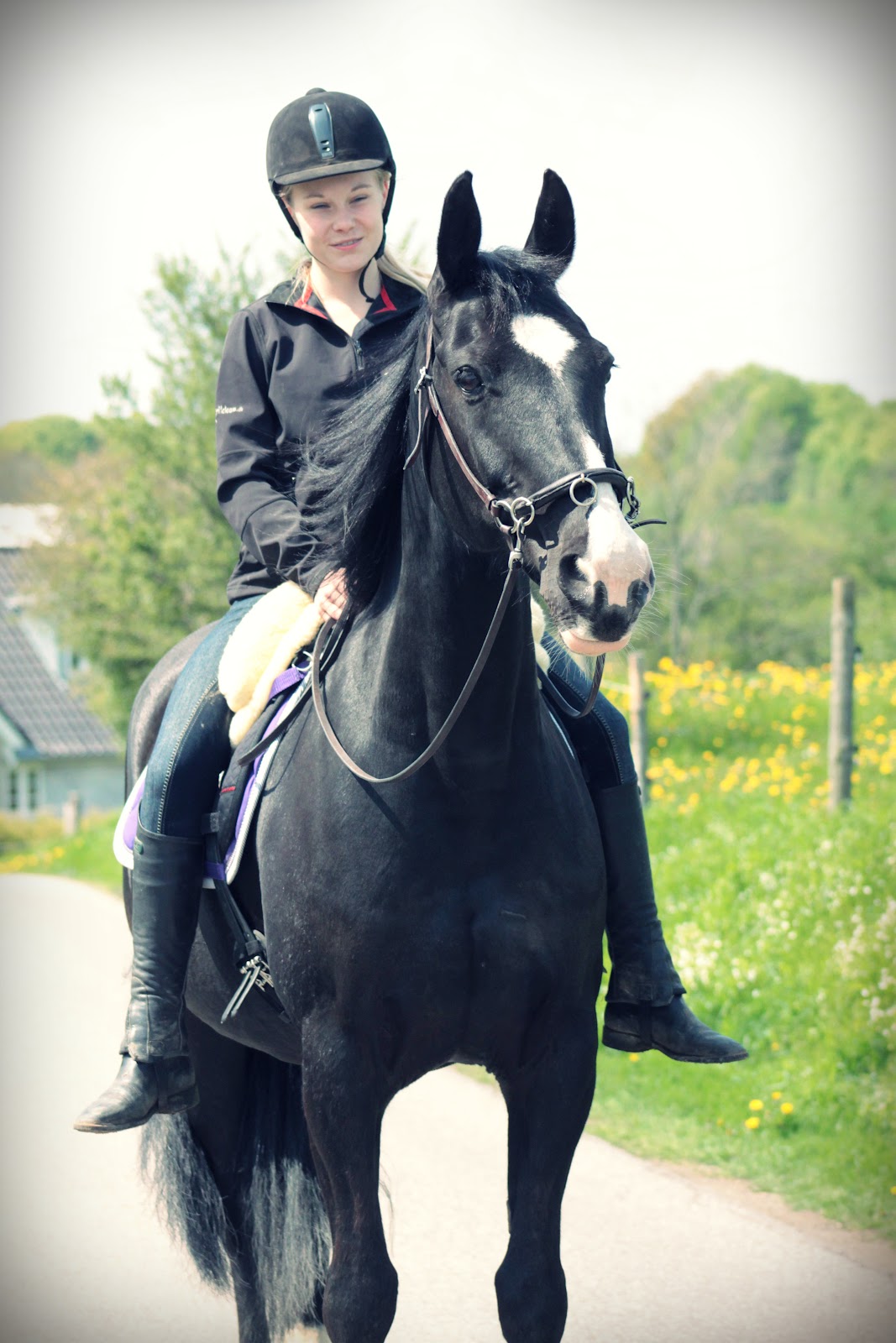 Vis din sorte hest - Opslag, billeder og video - Heste-Nettet.dk