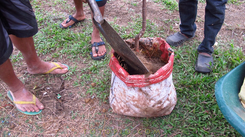 The Meandering Eye Of Pio: Saving Endangered Native Trees: Balling an ...