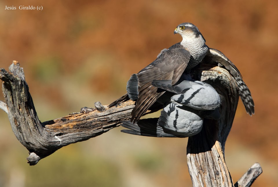 Jesús Giraldo Gutiérrez del Olmo. Visión natural: ACCIPITER NISUS ...