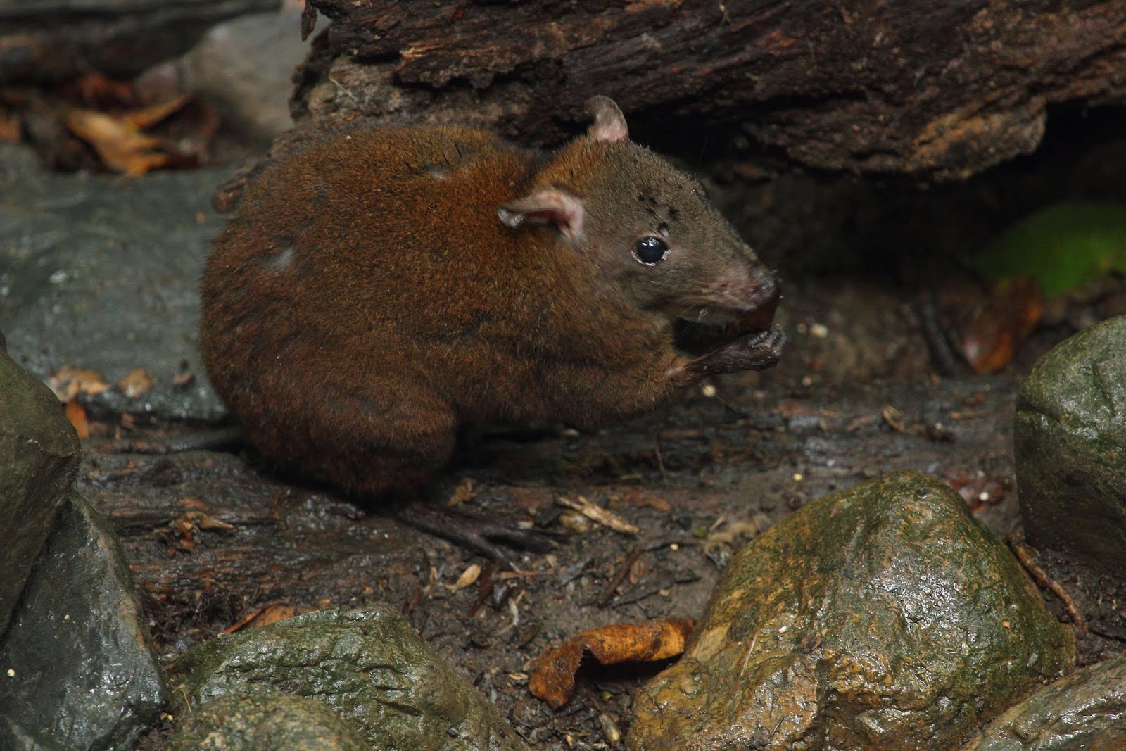 Mamíferos: Hypsiprymnodon moschatus