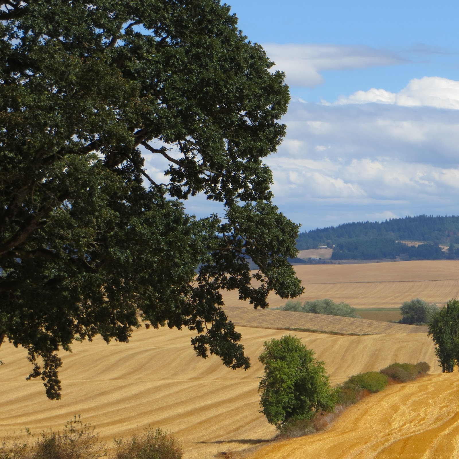 C-ing Spots Appaloosas: Shades of late summer