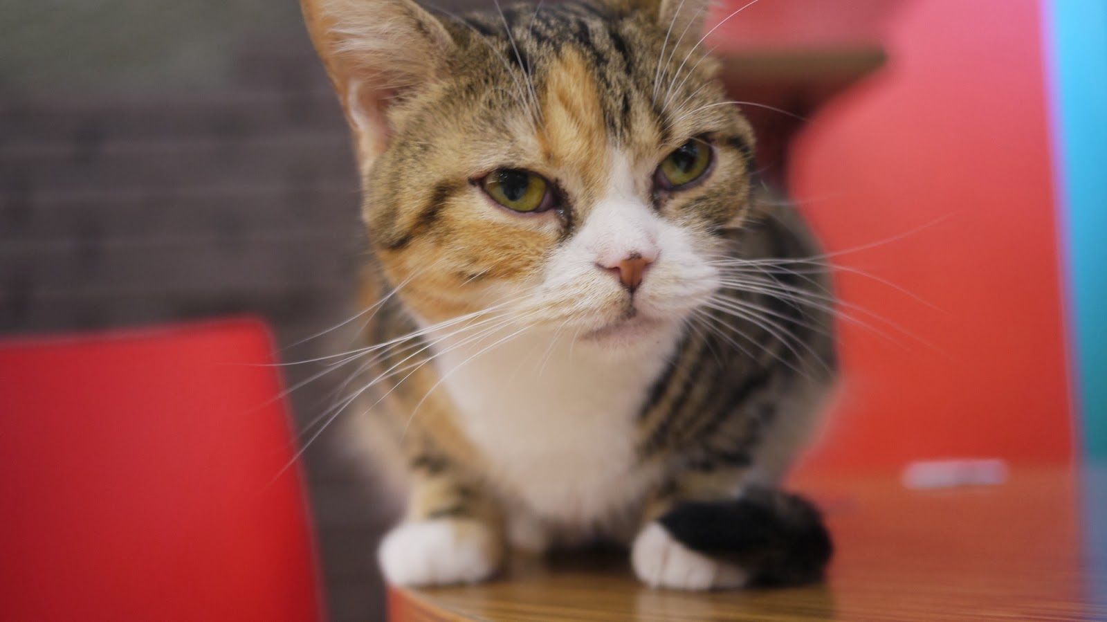 All about Hongdae in Korea: Cat Cafe