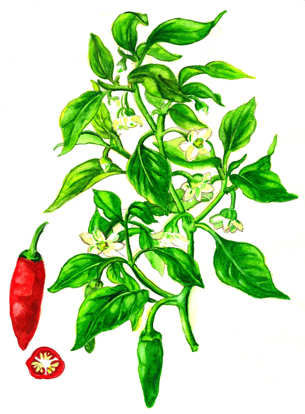 Rushina Munshaw Ghildiyal: Perfect Foodles - illustrated recipes by me!