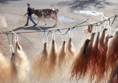 PROVOKED: Dairy: The Real Story without the Show