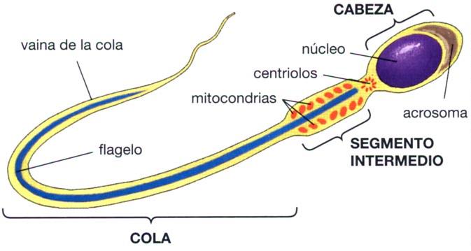 OBSERVACIÓN Y RECUENTO DE ESPERMATOZOIDES DE CONEJO