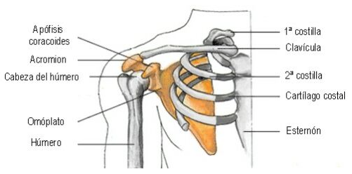 Articulaciones Del Hombro