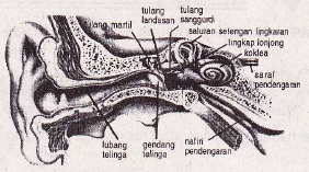 YUUK BELAJAR MIPA: Sistem Syaraf dan Sistem Indra pada Manusia