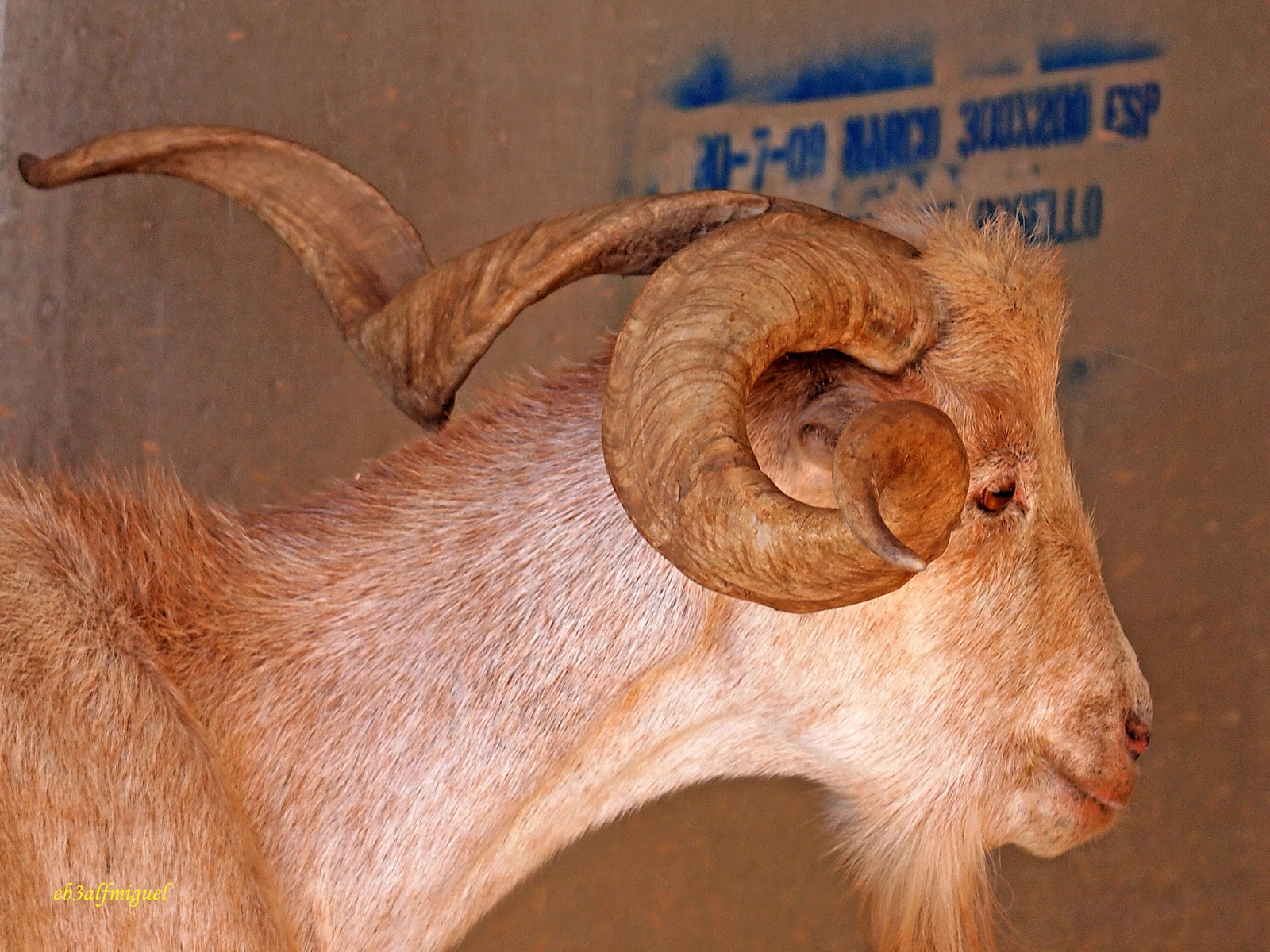 Miguel fotografia: Macho Cabrio Domestico