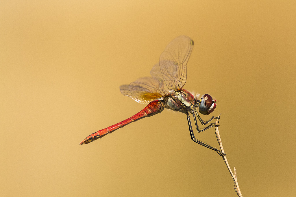 A través del objetivo: LIBÉLULAS¡¡¡
