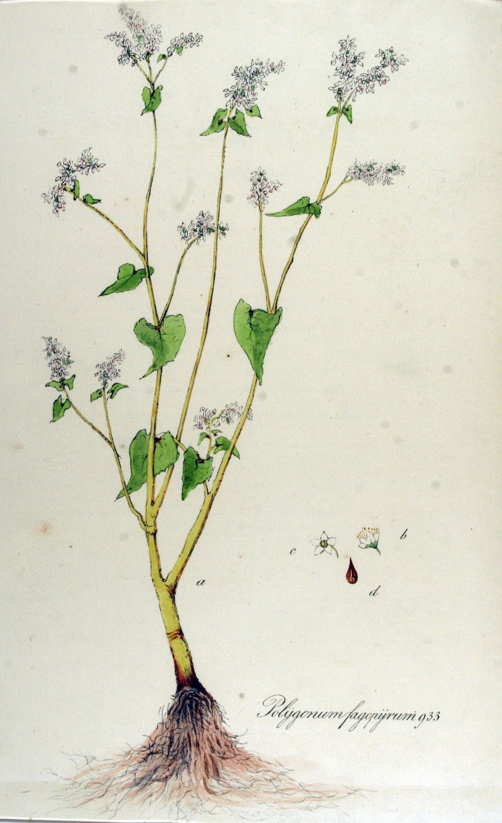 PLANT FAMILIES OF PUERTO RICO AND FLORIDA PAPO VIVES: POLYGONÁCEAE NUM ...