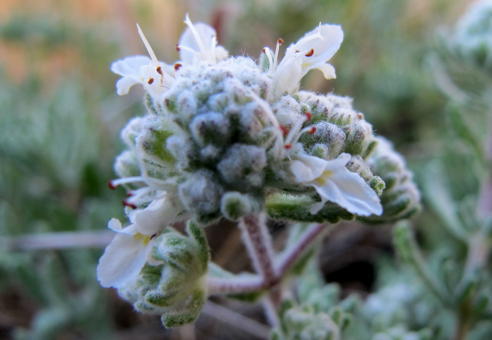 FLORA NEL SALENTO e.. anche altrove: Teucrium capitatum L. subsp ...