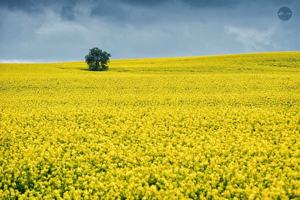 JL LEAL PHOTOGRAPHY: Campos de Colza. Rapeseed fields