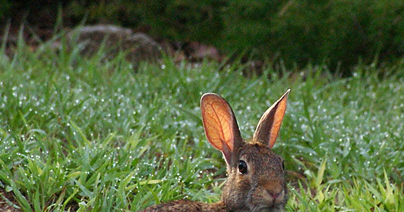 Charlotte's Web-Spinning Tales: Spinning Tales About Rabbits
