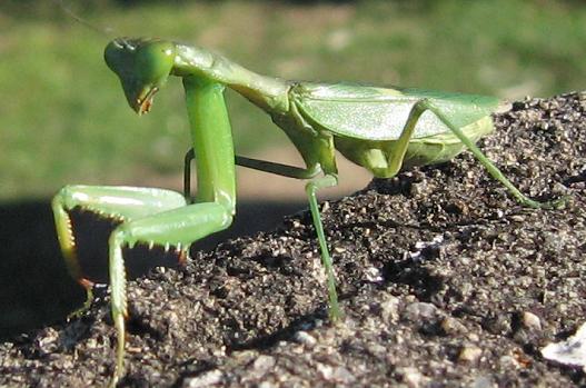 Ukhuwwah Fillah: Mentadak mentadu