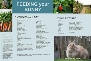 Caring for Your Bunny Rabbit: What fresh vegetables to feed your bunny ...