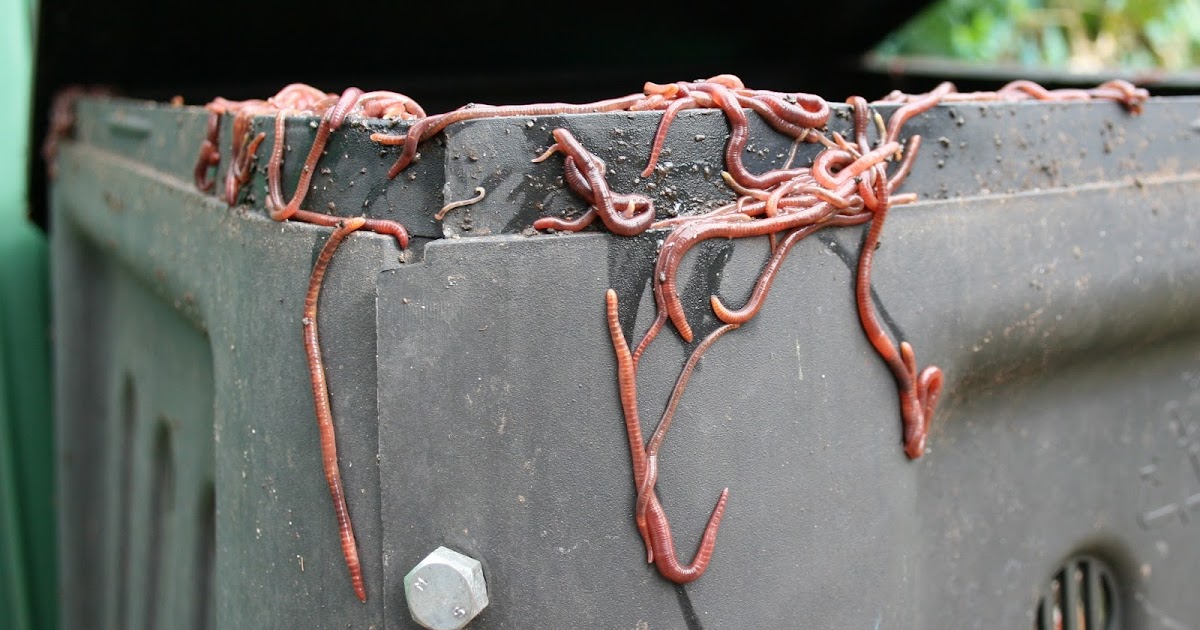 Lombriz roja de california, Eisenia foetida