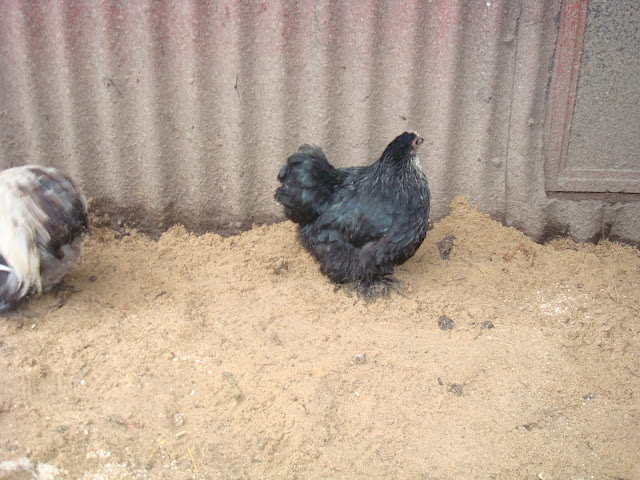 Amatorska hodowla drobiu ozdobnego: Rasy