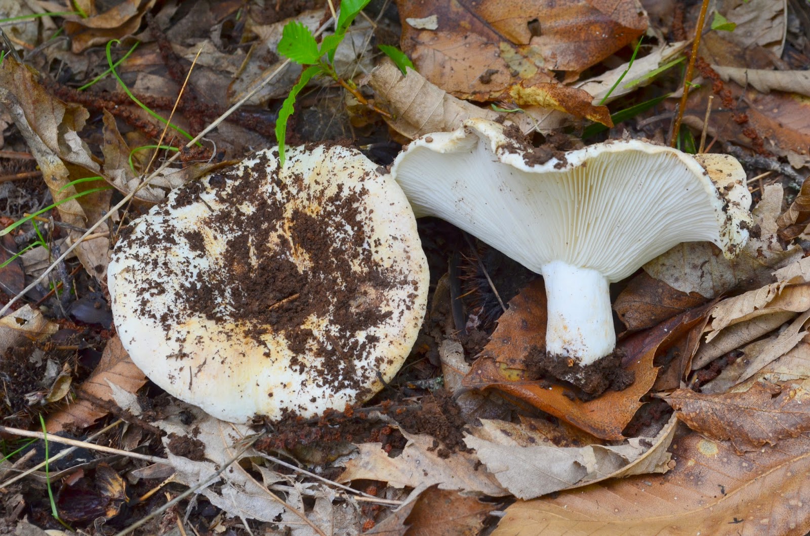 Setas Extremadura : Russula Delica