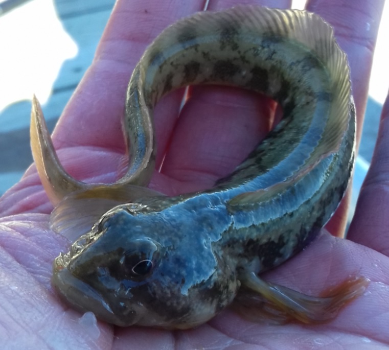 Soortenjager: april 2018