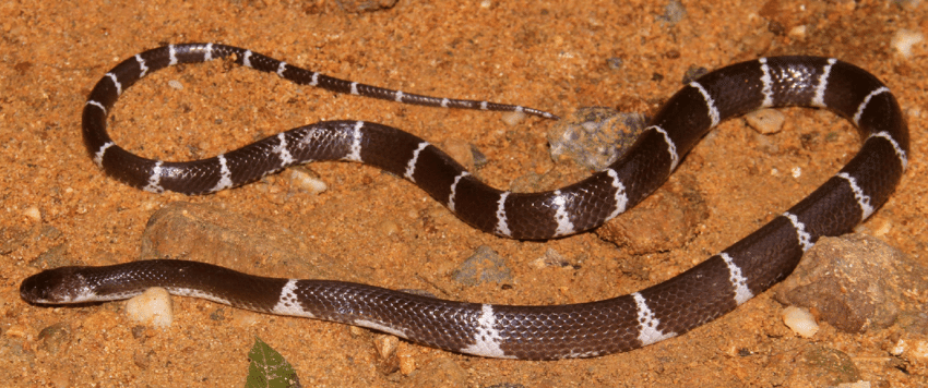 Species New to Science: [Herpetology • 2019] Lycodon namdongensis • A ...