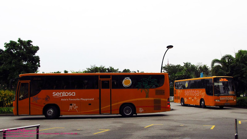 (buses[IN]gapore!): Sentosa buses' new livery!