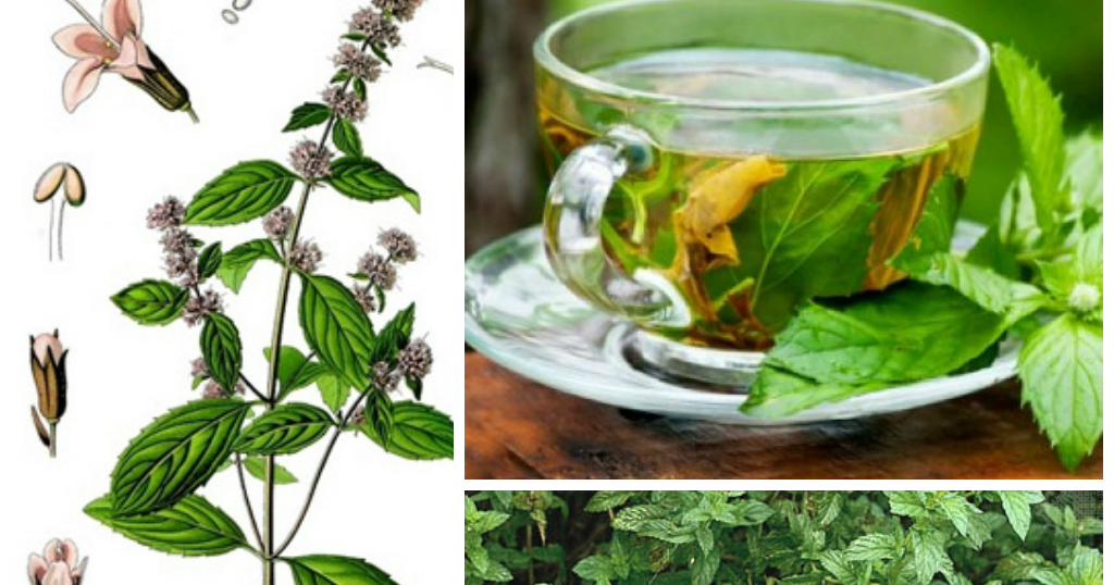 Ароматен чай от мента