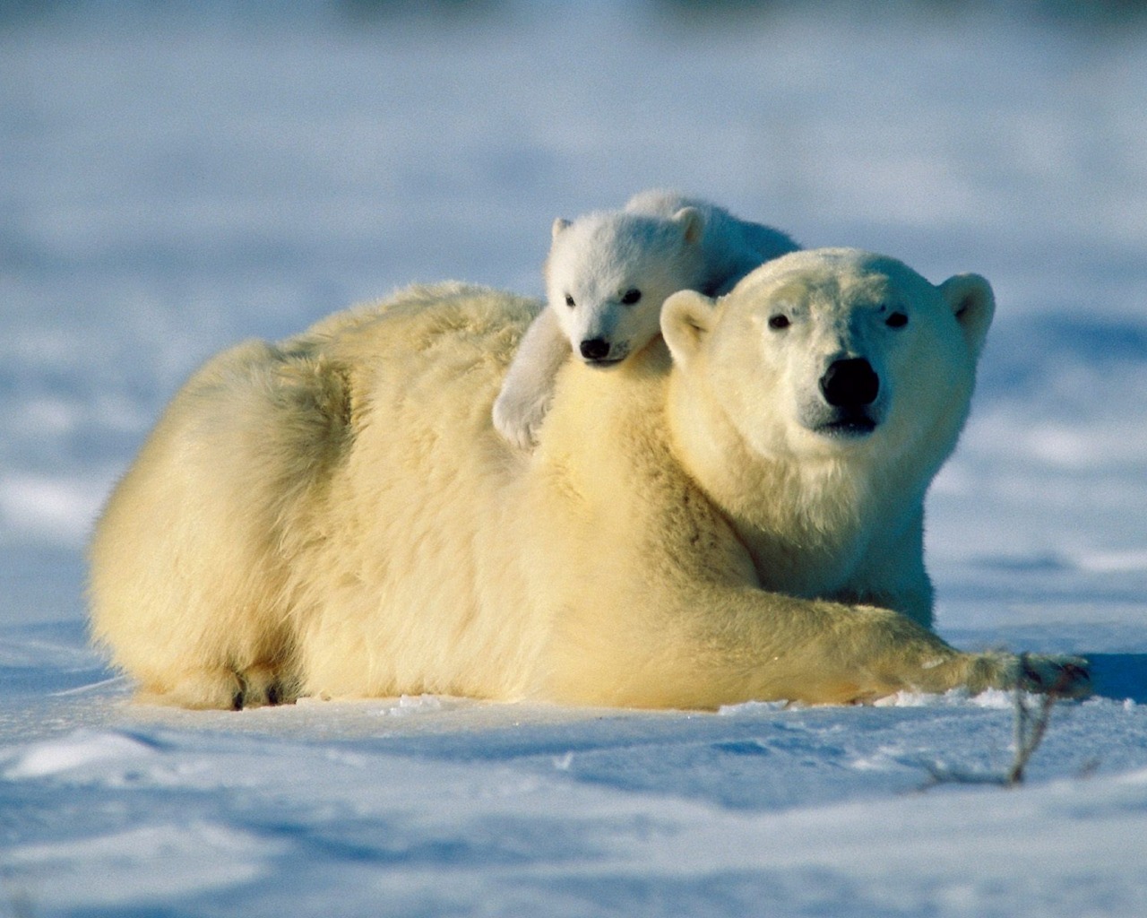 New: 60 Amazing Animals Wallpapers