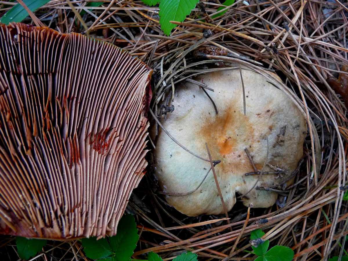 r o b i n 's y a r d: Lactarius