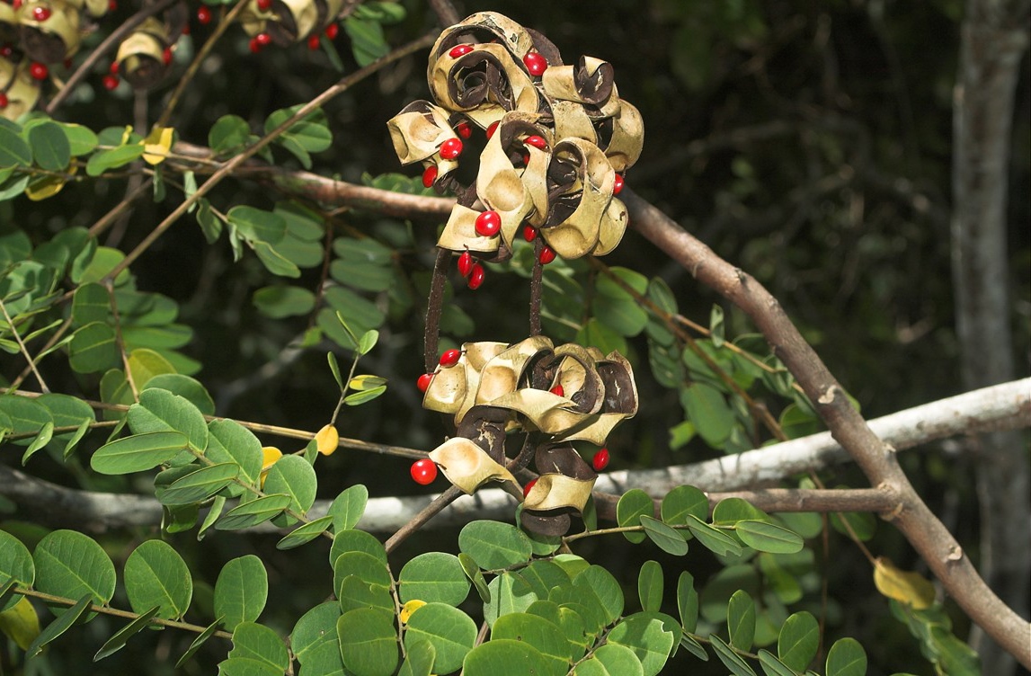 Curiosidades Vegetais: O tento