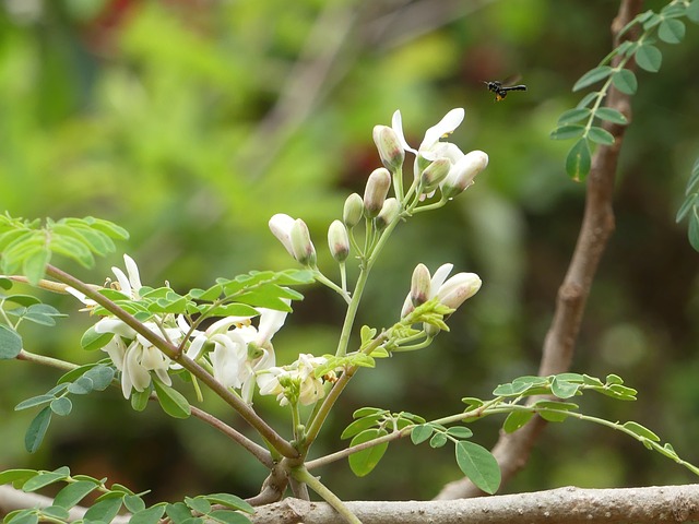 How to Plant Malunggay: Growing Moringa (Procedure) - GAT - Gardening ...