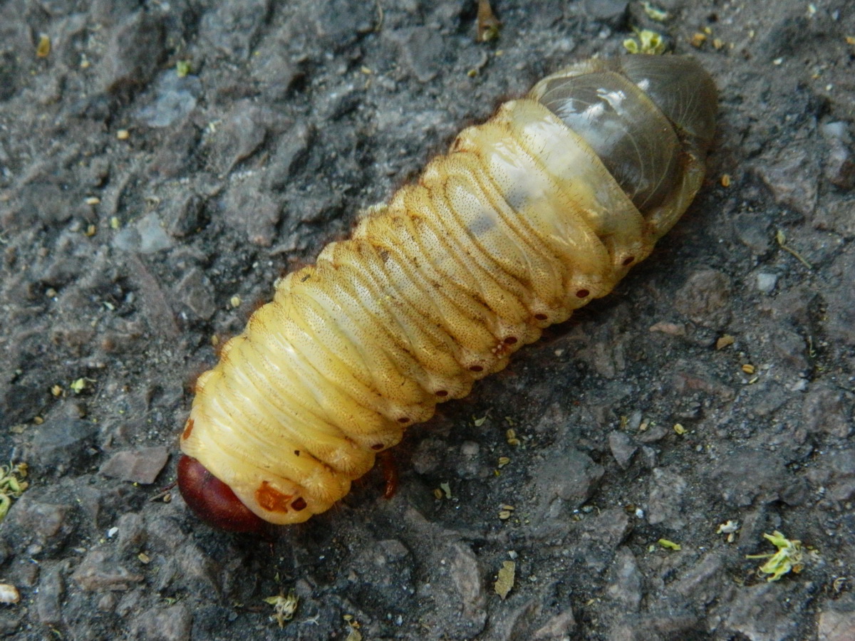 LA MULTI ANI, ROMANIA!: Vierme gras