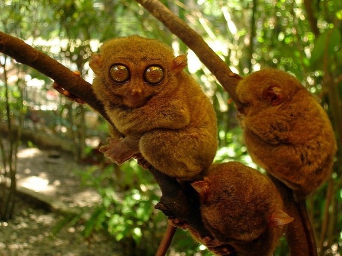 GEOGRAFI LINGKUNGAN: TARSIUS : PRIMATA MUNGIL DARI SULAWESI
