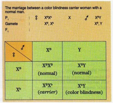 Color Blindness, Hemophilia, Brown Teeth, Drosophila Melanogaster ...