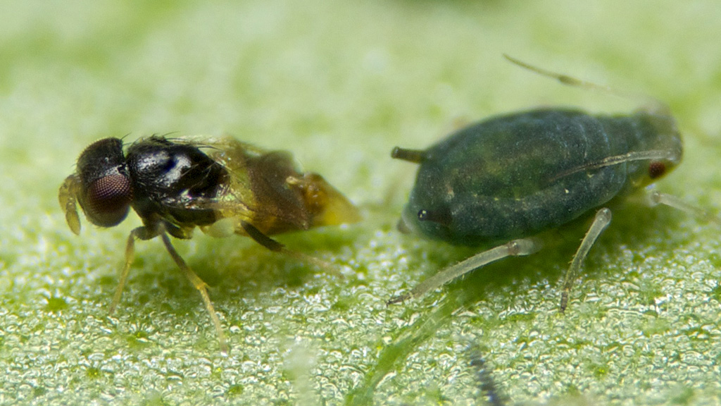 ムシをデザインしたのはダレ？: ツヤコバチ科 ( Aphelinus sp. ) 産卵 と Host feeding