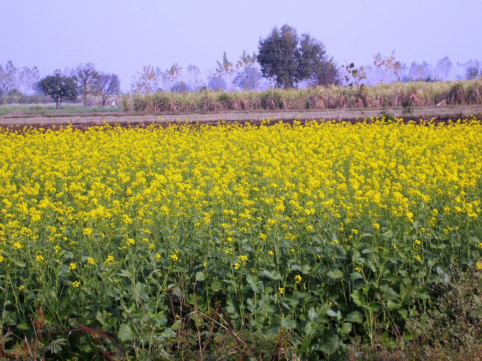 The Pensive: Flora and Fauna of Jim Corbett!